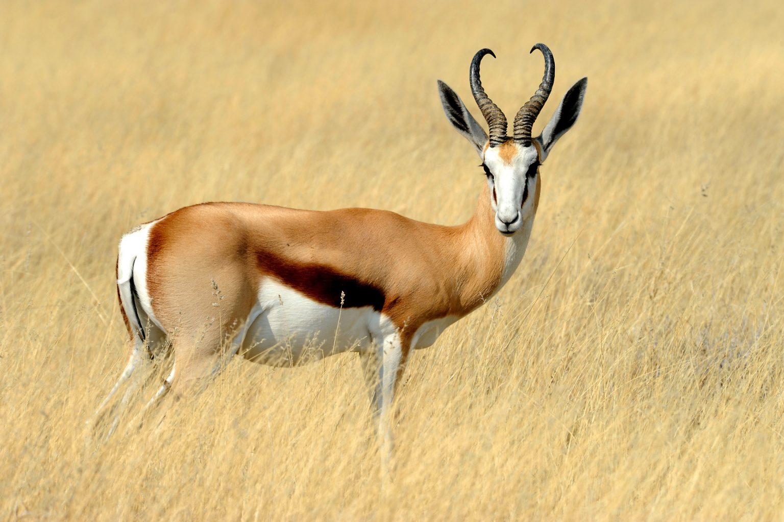 PLAINS GAME SPECIES AVAILABLE - Hunt in Africa by Cape to Cairo Safaris